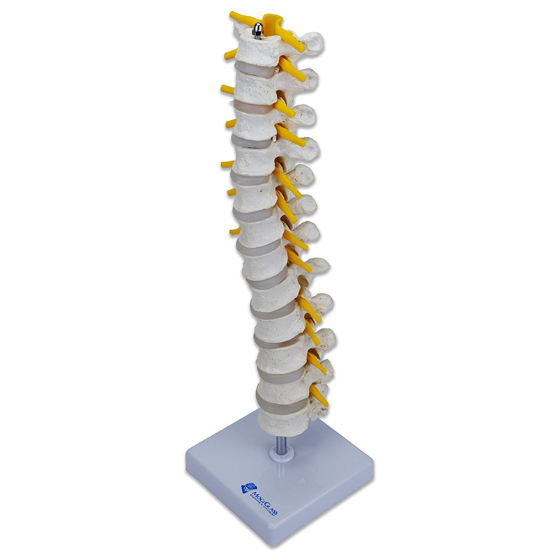 Coluna Vertebral Torácica | MogiGlass Anatomia e Simulação