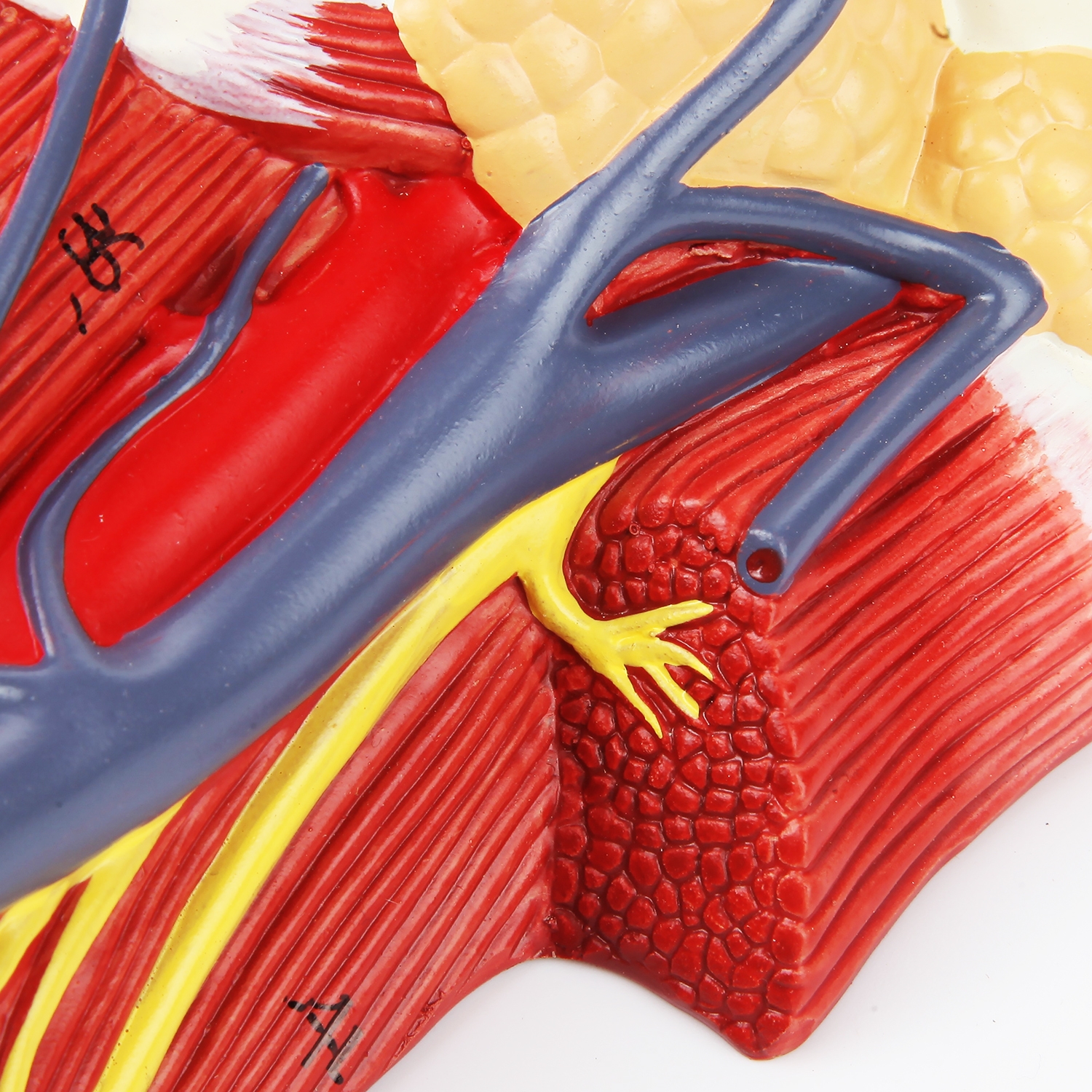 Anatomia e Musculatura do Pescoço | MogiGlass Anatomia e Simulação