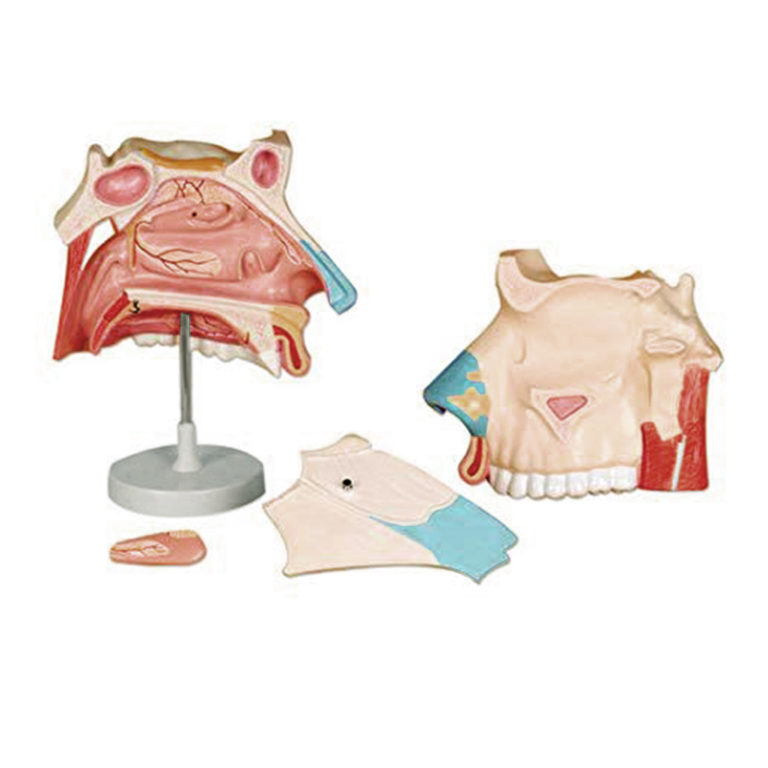 Cavidade Nasal Ampliado 3 Vezes 3 Partes | MogiGlass Anatomia e Simulação