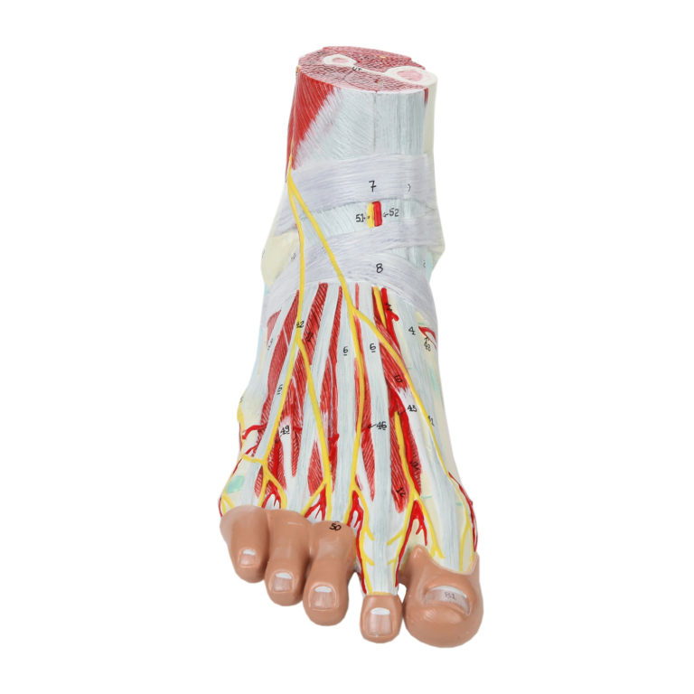 Anatomia do Pé 9 Partes | MogiGlass Anatomia e Simulação