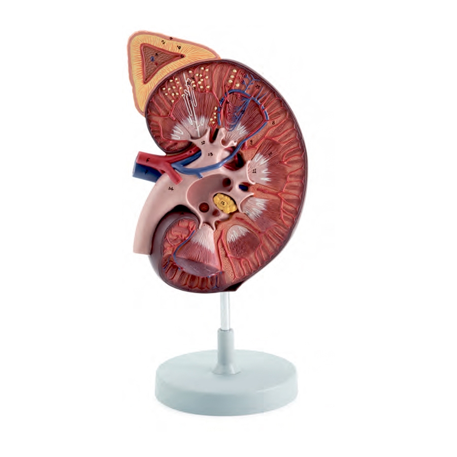 Rim com Glândula Adrenal Ampliado 3 Vezes | MogiGlass Anatomia e Simulação