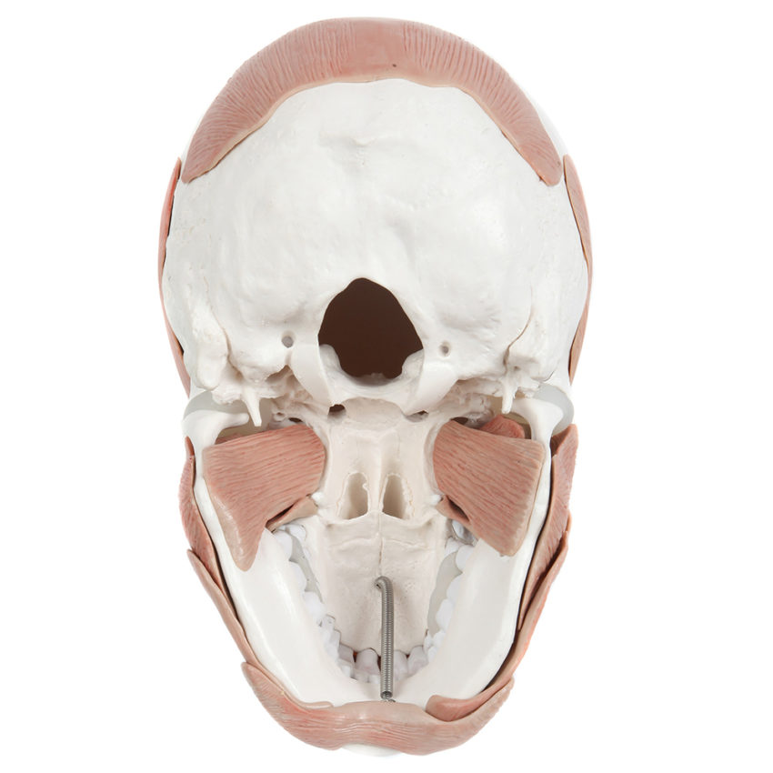 Crânio com Músculos Faciais | MogiGlass Anatomia e Simulação