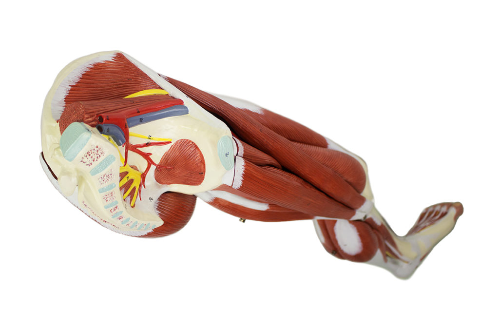 Perna Músculos Destacáveis | MogiGlass Anatomia e Simulação