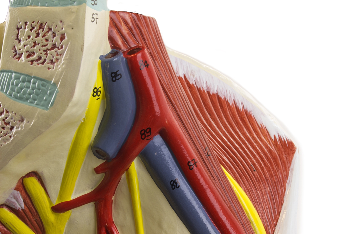 Perna Músculos Destacáveis | MogiGlass Anatomia e Simulação