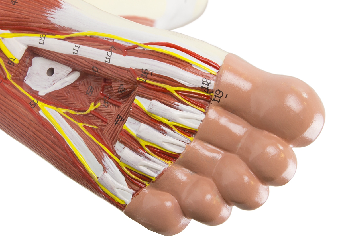 Perna Músculos Destacáveis | MogiGlass Anatomia e Simulação