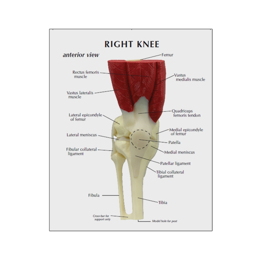 Anatomia Do Joelho Musculos - FDPLEARN