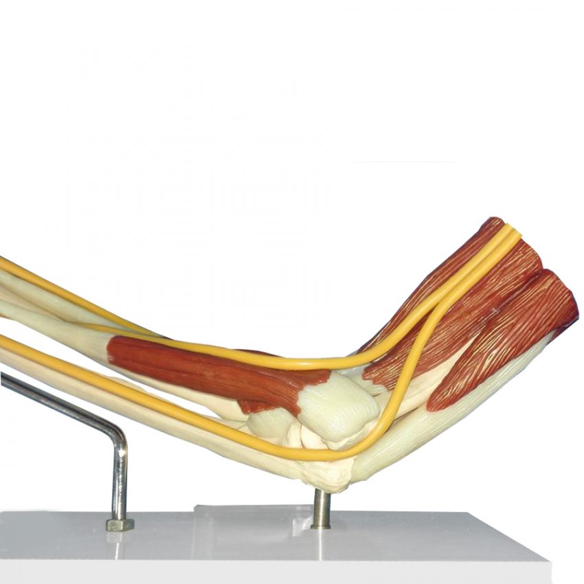 Cotovelo com Músculos | MogiGlass Anatomia e Simulação