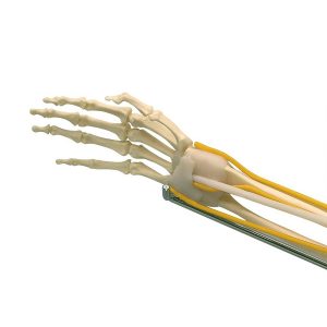 Cotovelo com Músculos | MogiGlass Anatomia e Simulação