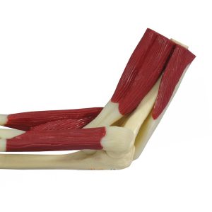 Cotovelo com Músculos | MogiGlass Anatomia e Simulação