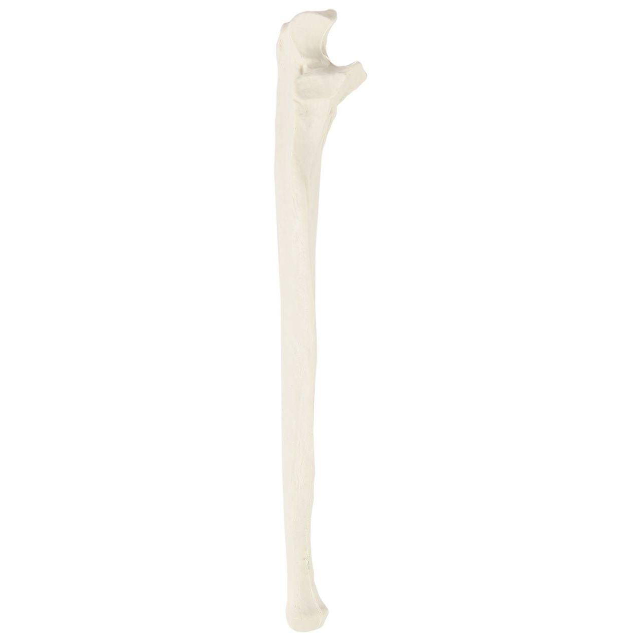 Modelo de Ulna | MogiGlass Anatomia e Simulação