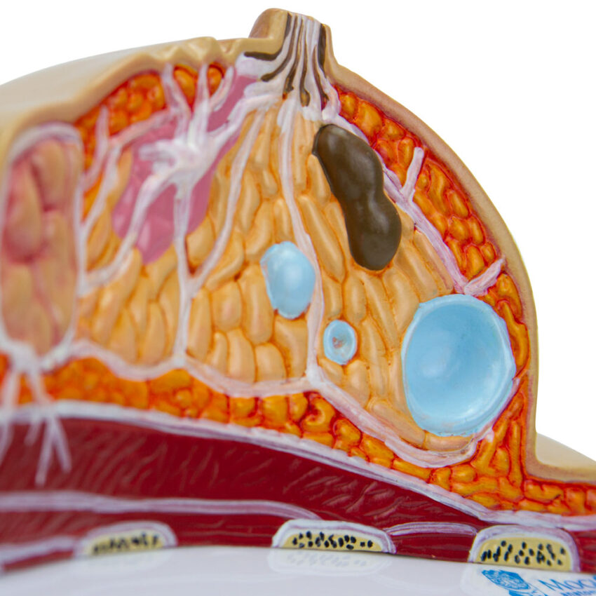 Mamas | MogiGlass Anatomia e Simulação