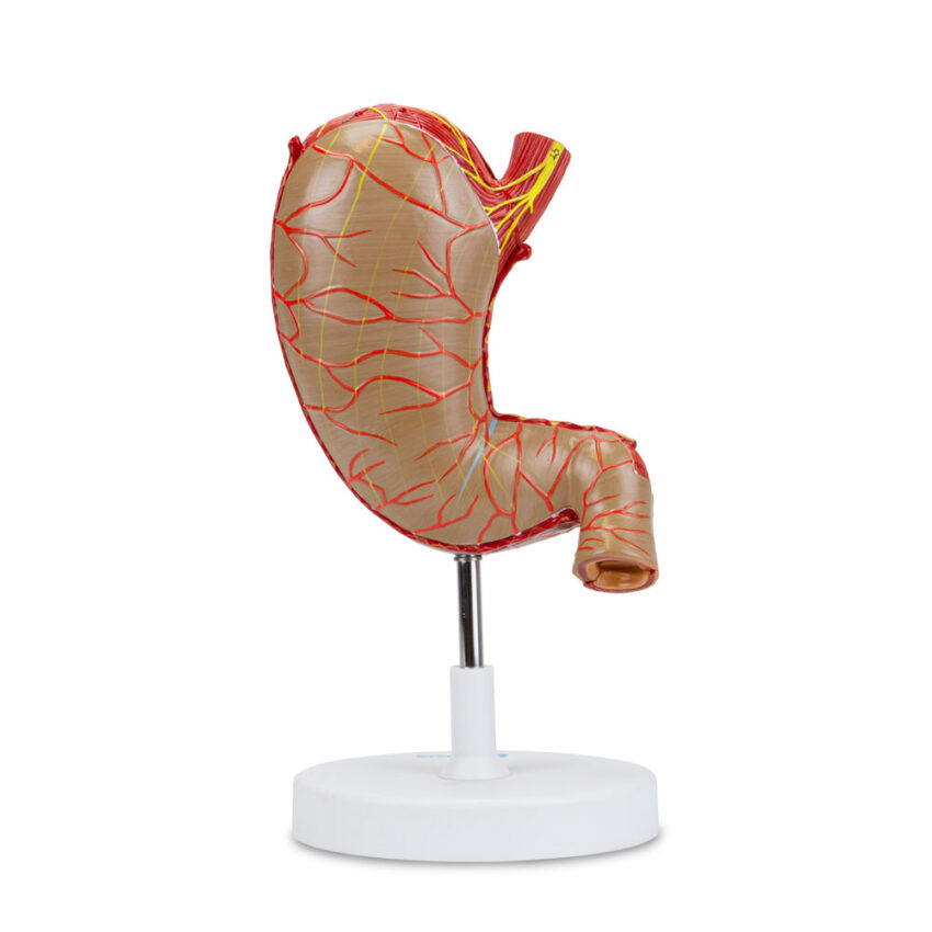 Estômago Ampliado 2 Partes | MogiGlass Anatomia e Simulação