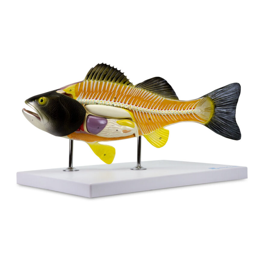 Anatomia do Peixe, 5 Partes | MogiGlass Anatomia e Simulação