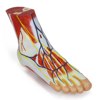 Anatomia do Pé com Vasos Ligamentos e Músculos | MogiGlass Anatomia