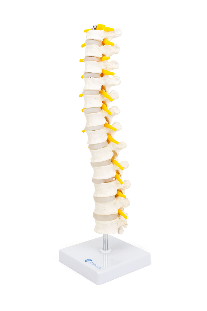 Coluna Vertebral Torácica | MogiGlass Anatomia e Simulação