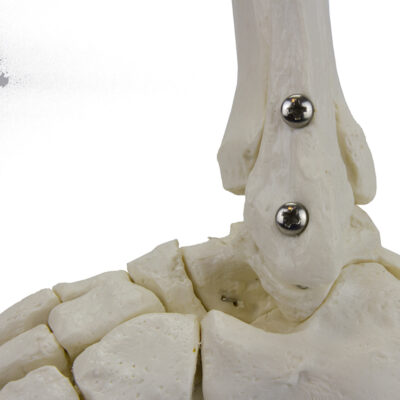 Esqueleto do Pé Montado em base | MogiGlass Anatomia e Simulação