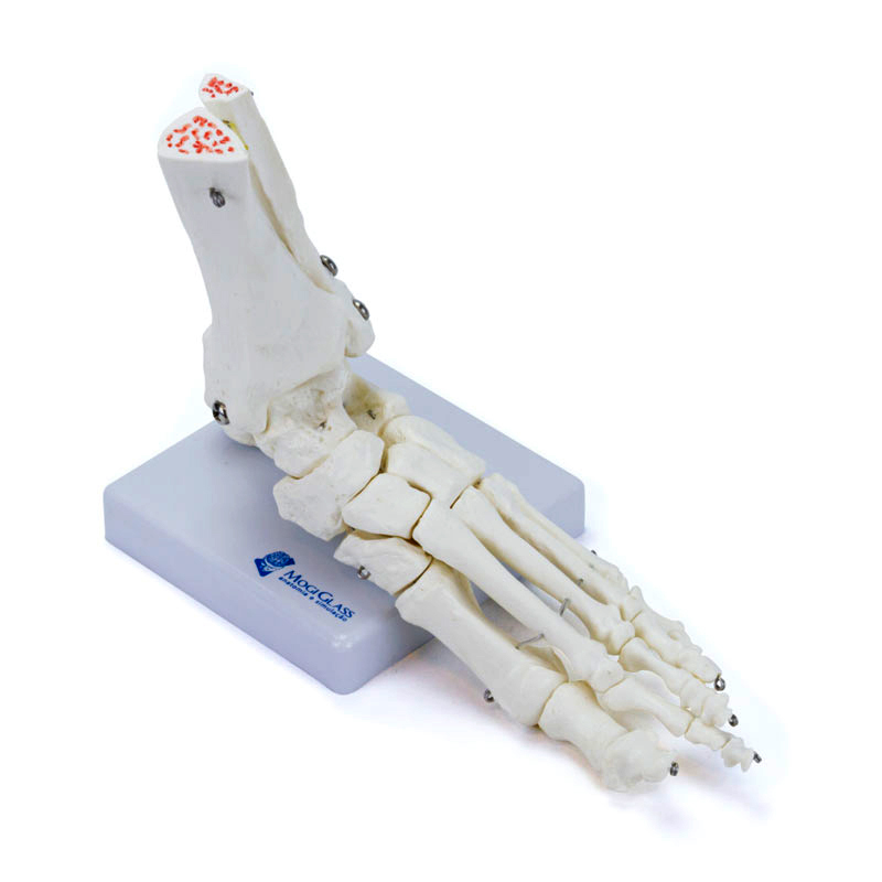 Esqueleto do Pé Montado em base | MogiGlass Anatomia e Simulação