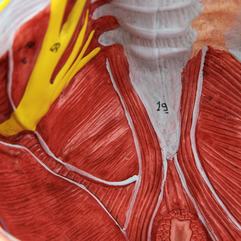 Pelve Feminina com ligamentos | MogiGlass Anatomia e Simulação
