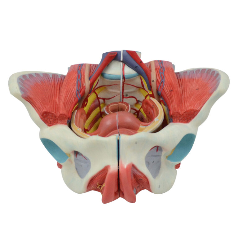 Pelve Feminina com Músculo Ligamento | MogiGlass Anatomia e Simulação
