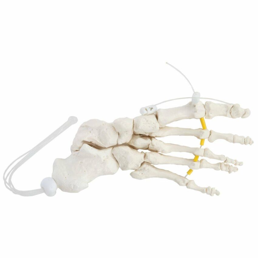 Esqueleto do Pé acordado em nylon | MogiGlass Anatomia e Simulação
