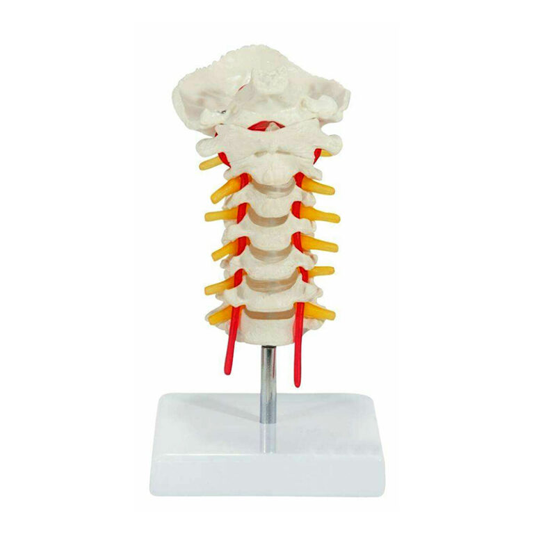 Coluna Vertebral Cervical | MogiGlass Anatomia e Simulação