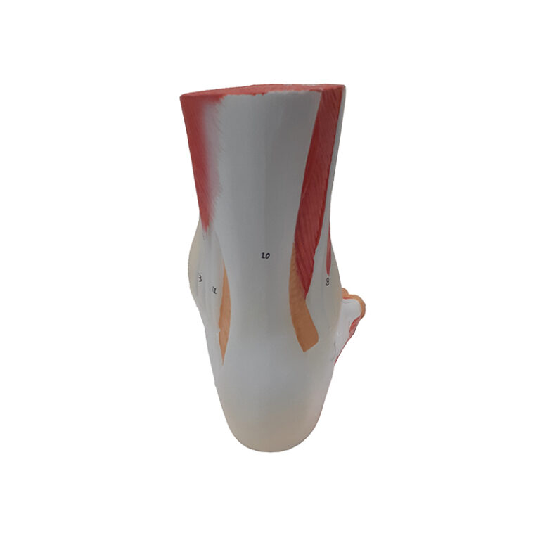 Anatomia do Pé Ligamentos e Músculos | MogiGlass Anatomia e Simulação