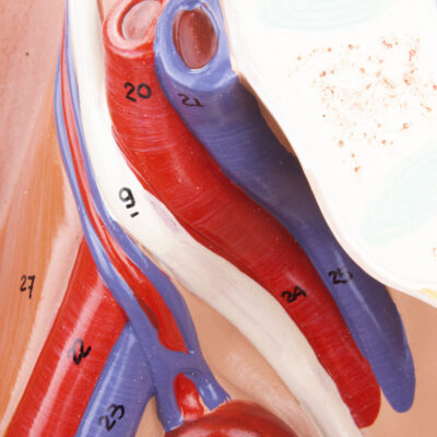 Pelve Feminina 2 Partes | MogiGlass Anatomia e Simulação