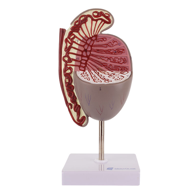 Modelo do Testículo Ampliado | MogiGlass Anatomia e Simulação
