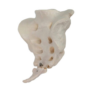 Sacro e Cóccix | MogiGlass Anatomia e Simulação