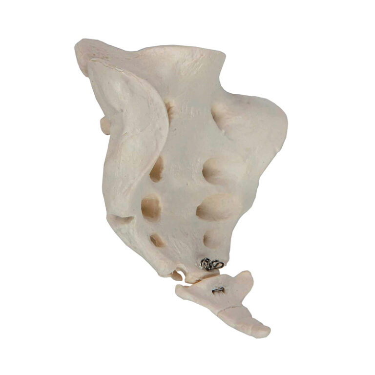 Sacro e Cóccix | MogiGlass Anatomia e Simulação