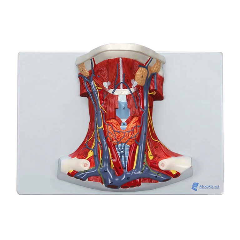 Anatomia e Musculatura do Pescoço | MogiGlass Anatomia e Simulação
