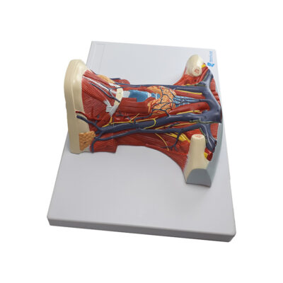 Anatomia e Musculatura do Pescoço | MogiGlass Anatomia e Simulação