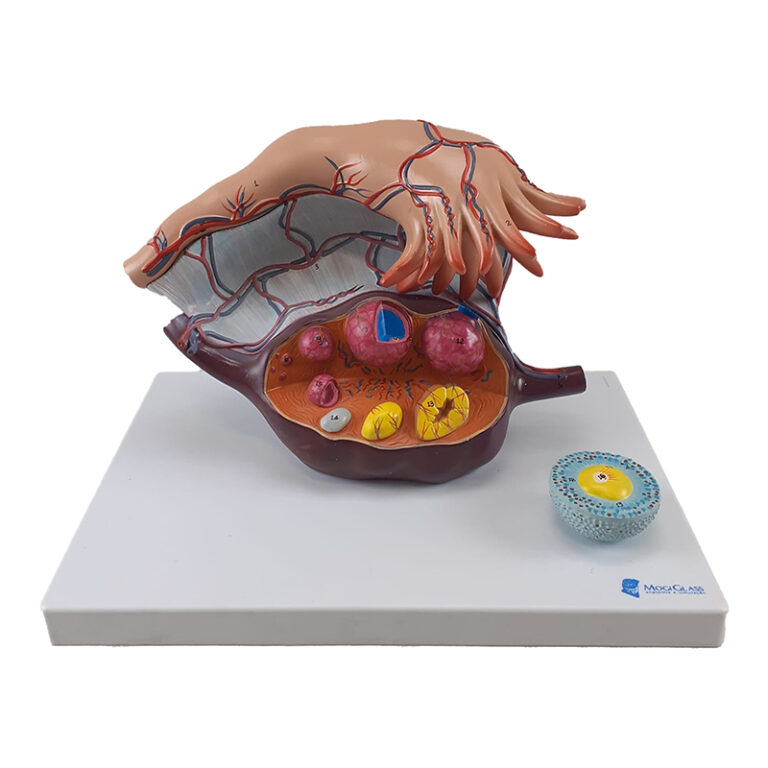 Estrutura do Ovário Ampliado | MogiGlass Anatomia e Simulação