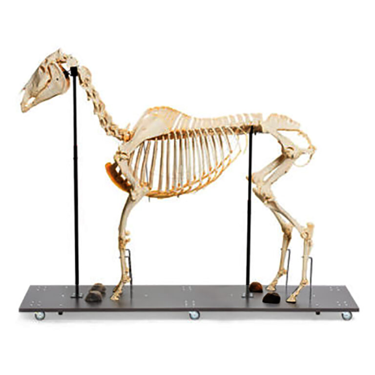 Esqueleto Equino Natural articulado | MogiGlass Anatomia e Simulação