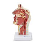 Cavidade Nasal | MogiGlass Anatomia e Simulação
