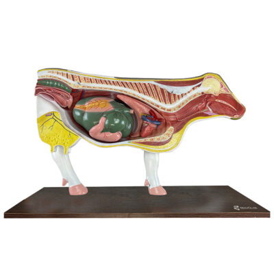 Anatomia da Vaca | MogiGlass Anatomia e Simulação