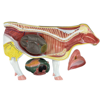 Anatomia da Vaca | MogiGlass Anatomia e Simulação