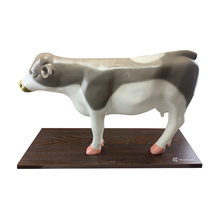 Anatomia da Vaca | MogiGlass Anatomia e Simulação