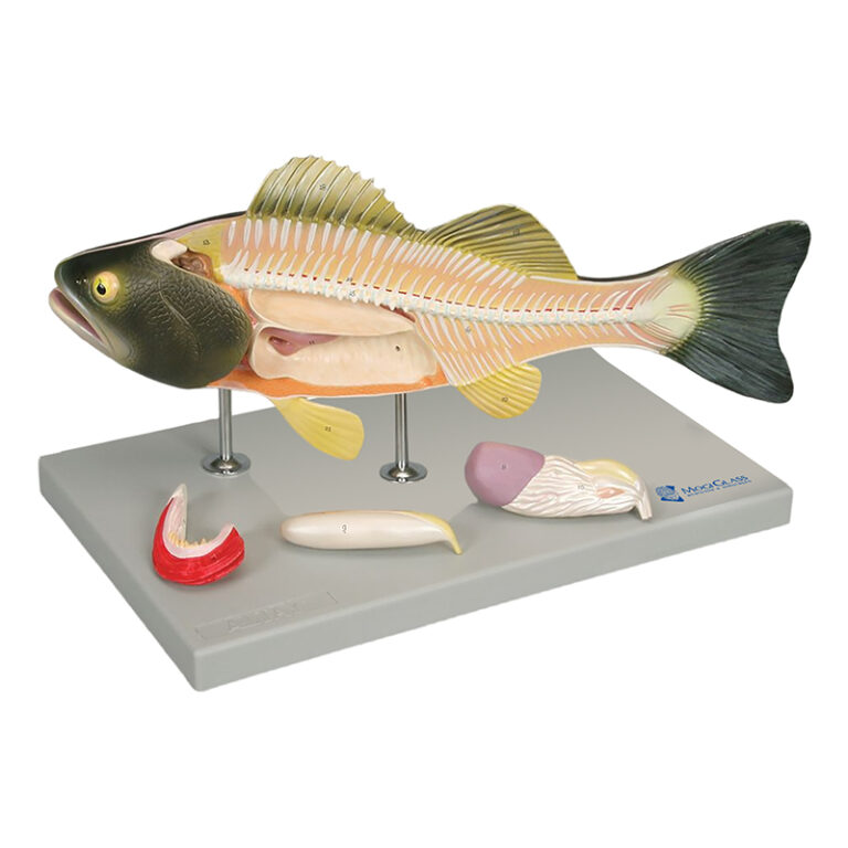 Anatomia do Peixe 5 Partes | MogiGlass Anatomia e Simulação