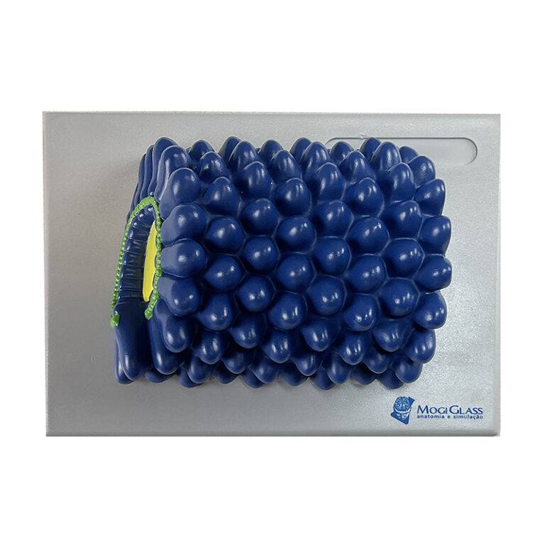 Vírus do Mosaico do Tabaco | MogiGlass Anatomia e Simulação