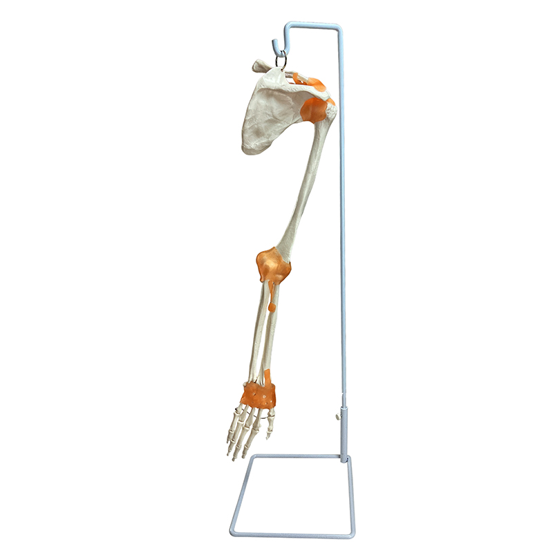 Esqueleto do Braço ligamentos | MogiGlass Anatomia e Simulação