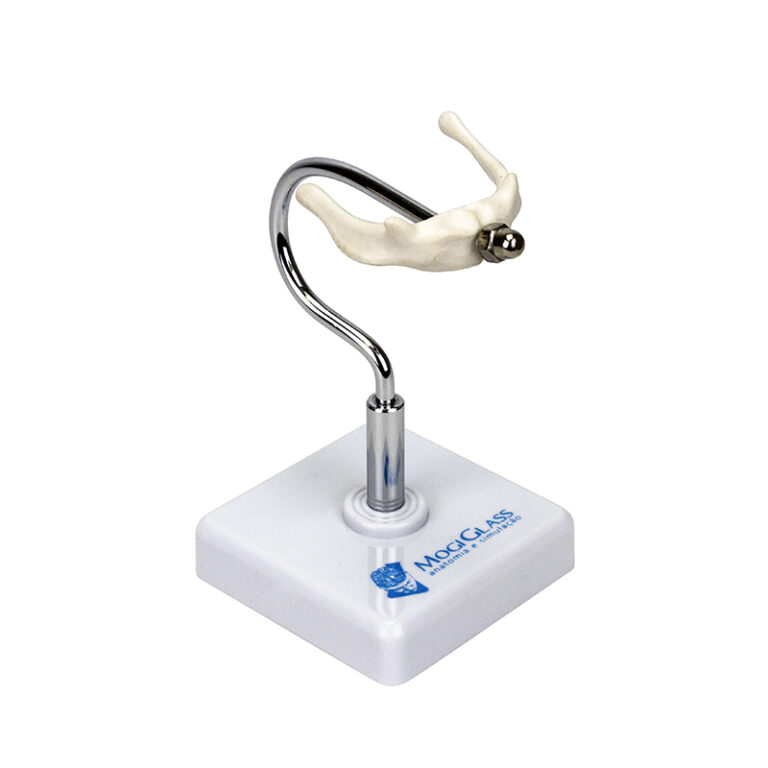Osso Hioide Montado em Base | MogiGlass Anatomia e Simulação