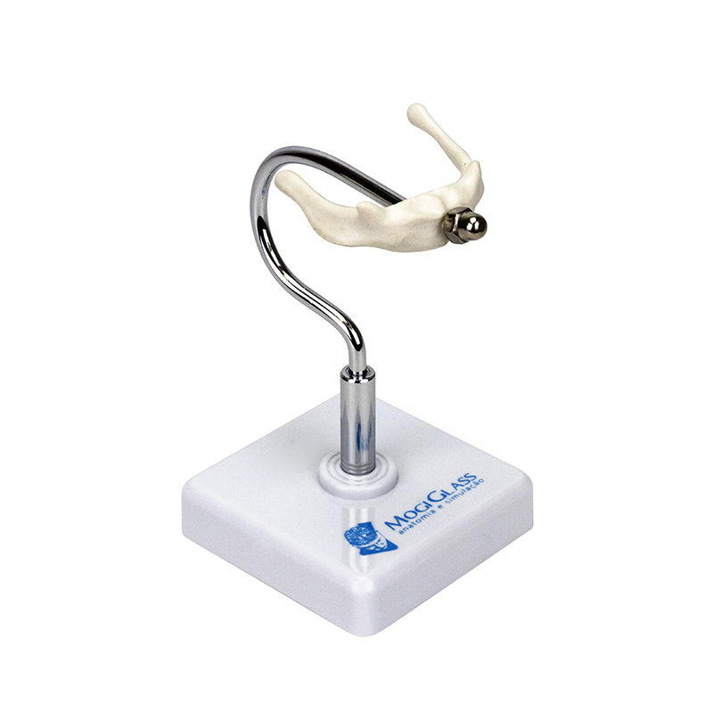 Osso Hioide Montado em Base | MogiGlass Anatomia e Simulação