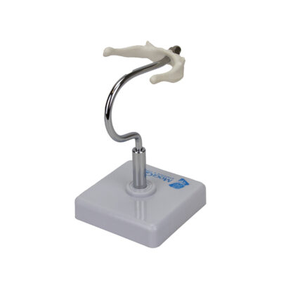 Osso Hioide Montado em Base | MogiGlass Anatomia e Simulação