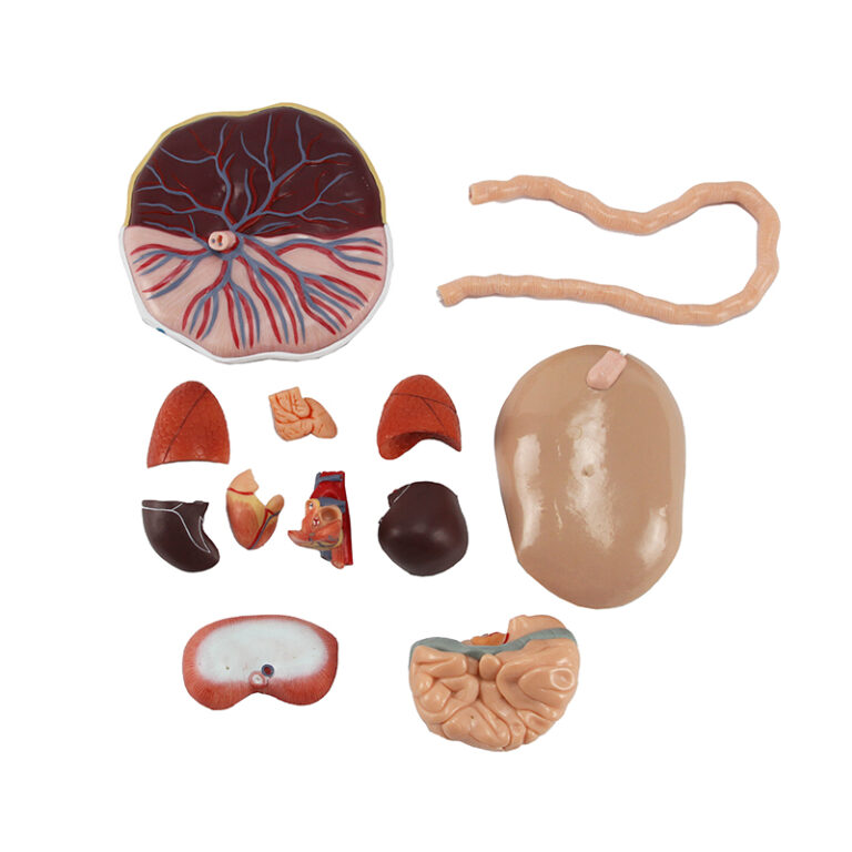 Modelo de Feto com Placenta e Orgãos internos | MogiGlass Anatomia e ...