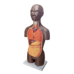 Mini Torso Masculino e Feminino negro 16 partes | MogiGlass Anatomia e ...