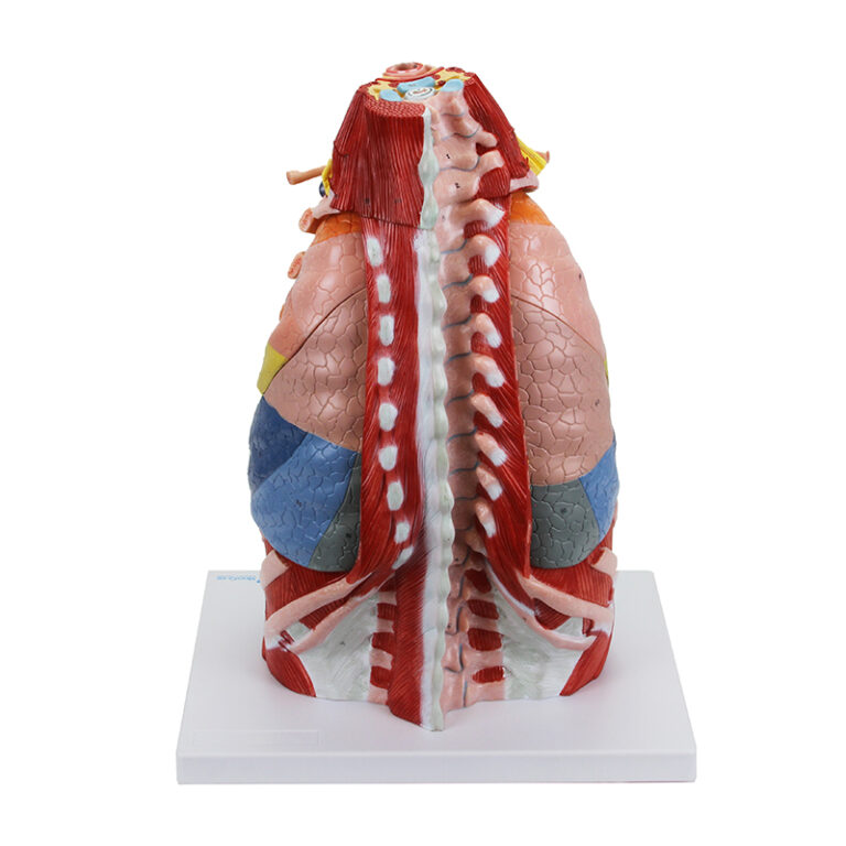 Cavidade Torácica 16 Partes | MogiGlass Anatomia e Simulação