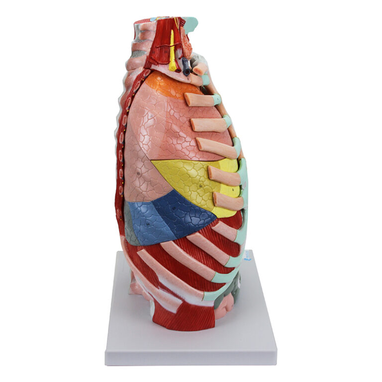 Cavidade Torácica 16 Partes | MogiGlass Anatomia e Simulação
